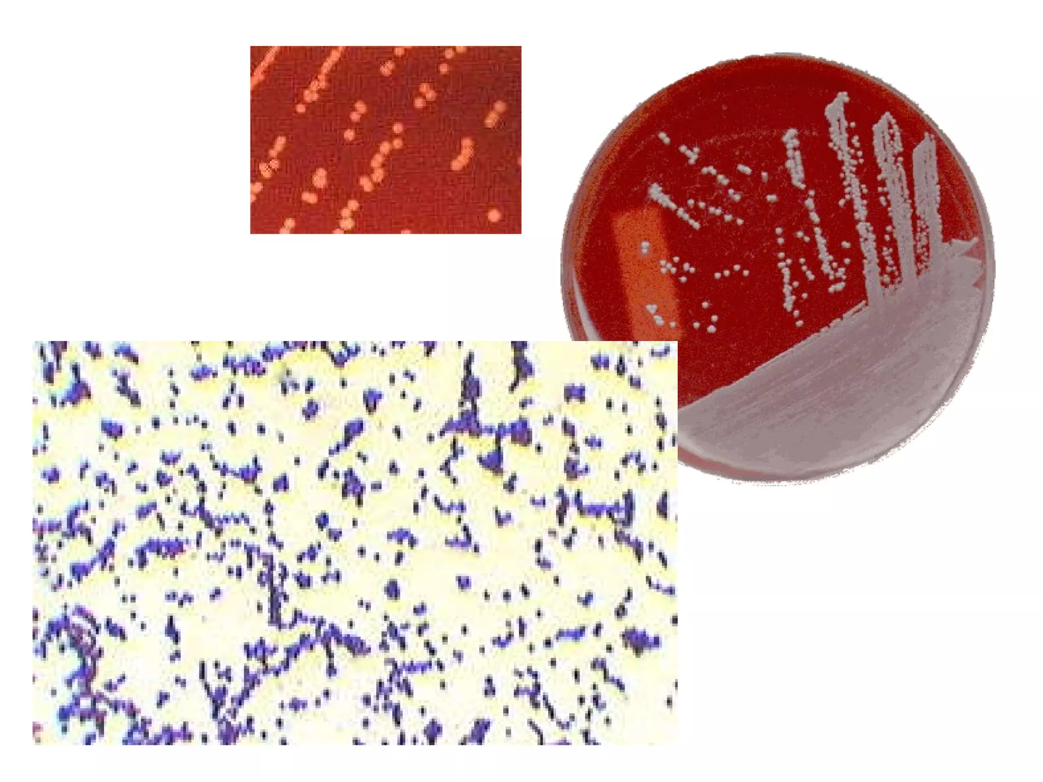 Microbiology slides | PPT