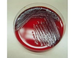 Microbiology slides part 2 | PPT