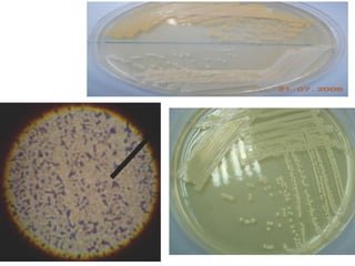 Microbiology slides part 2 | PPT