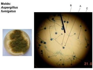 Microbiology slides part 2 | PPT