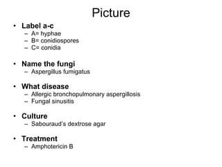Microbiology slides part 2 | PPT