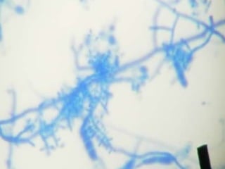 Microbiology slides part 2 | PPT