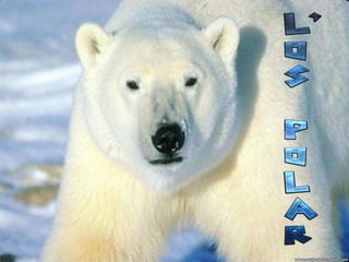 Os polar | PPTX