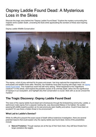 Osprey Laddie Found Dead_ A Mysterious Loss in the Skies.docx
