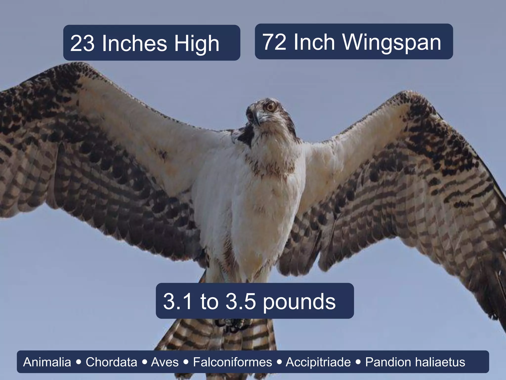 Ospreys | PPTX