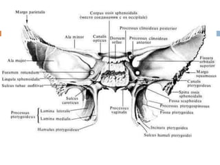 Ossa cranii анагаах | PPTX