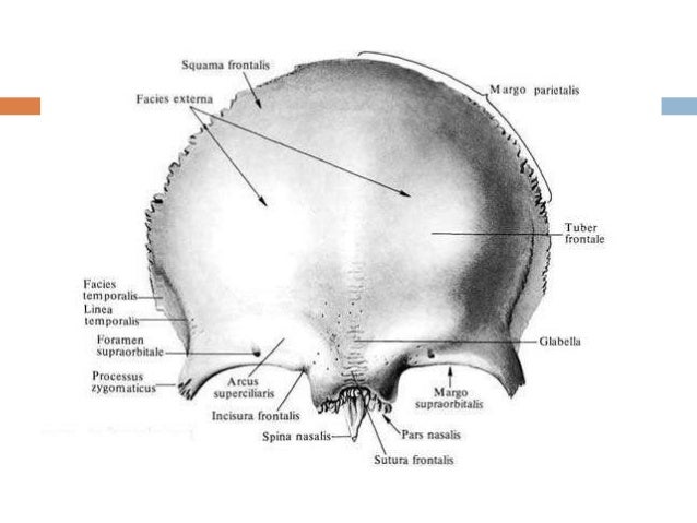 Ossa cranii анагаах