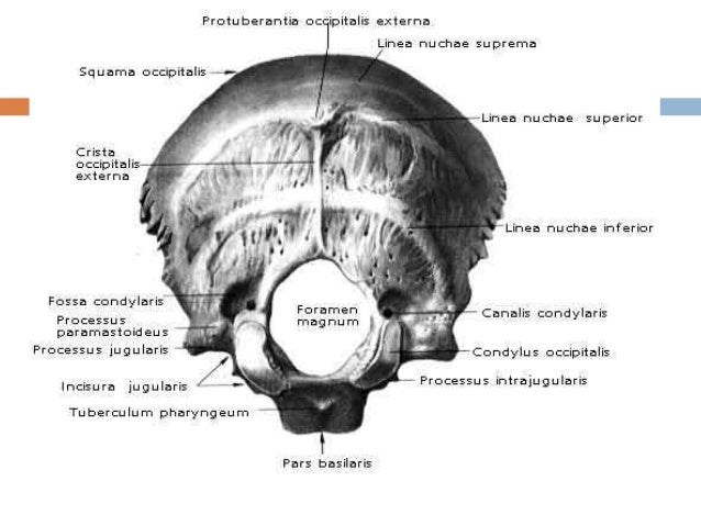 Ossa cranii анагаах
