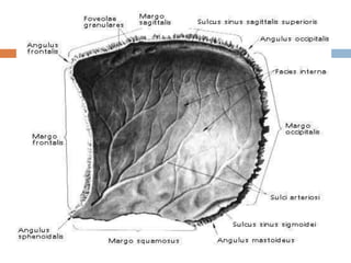 Ossa cranii анагаах | PPTX