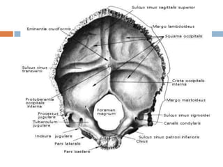 Ossa cranii анагаах | PPTX
