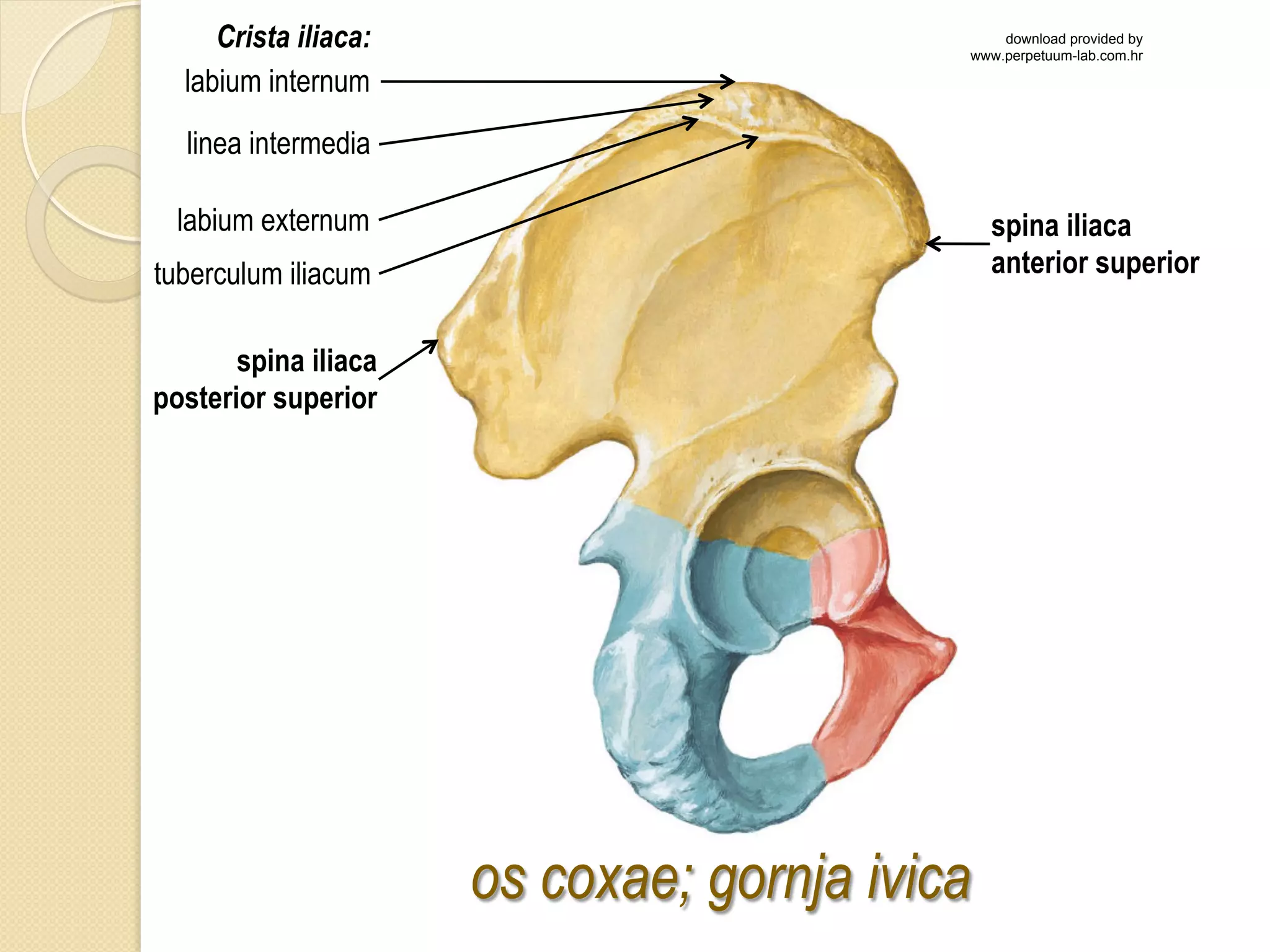 Ossa membri inferioris natkolenica | PDF