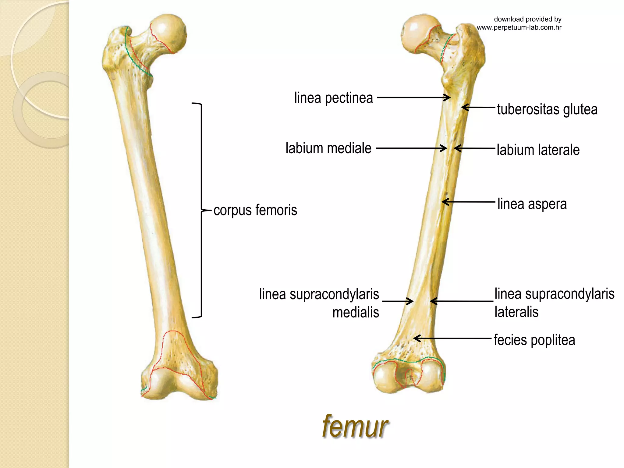 Ossa membri inferioris natkolenica | PDF