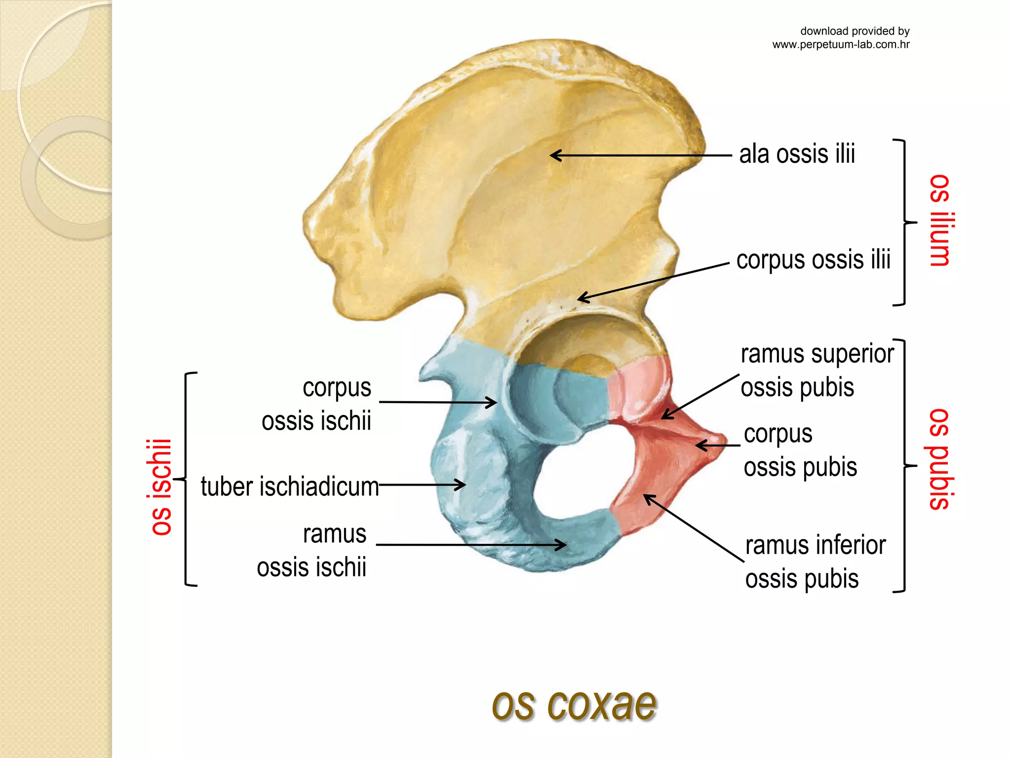 Ossa membri inferioris natkolenica | PDF