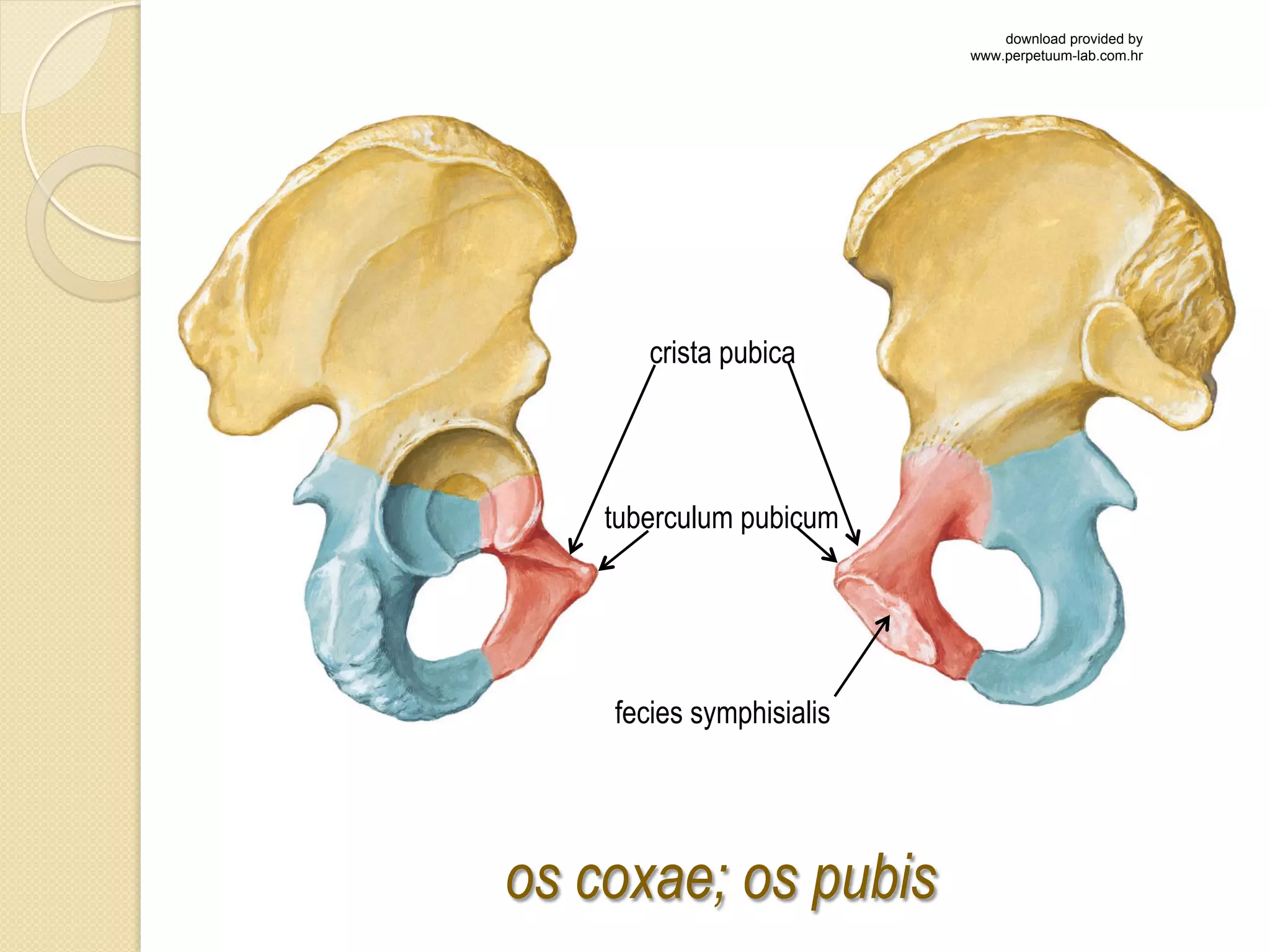 Ossa membri inferioris natkolenica | PDF