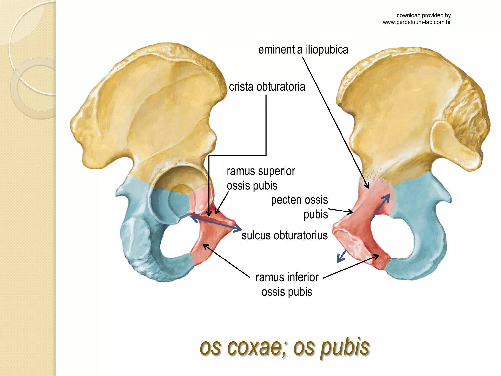 Ossa membri inferioris natkolenica | PDF