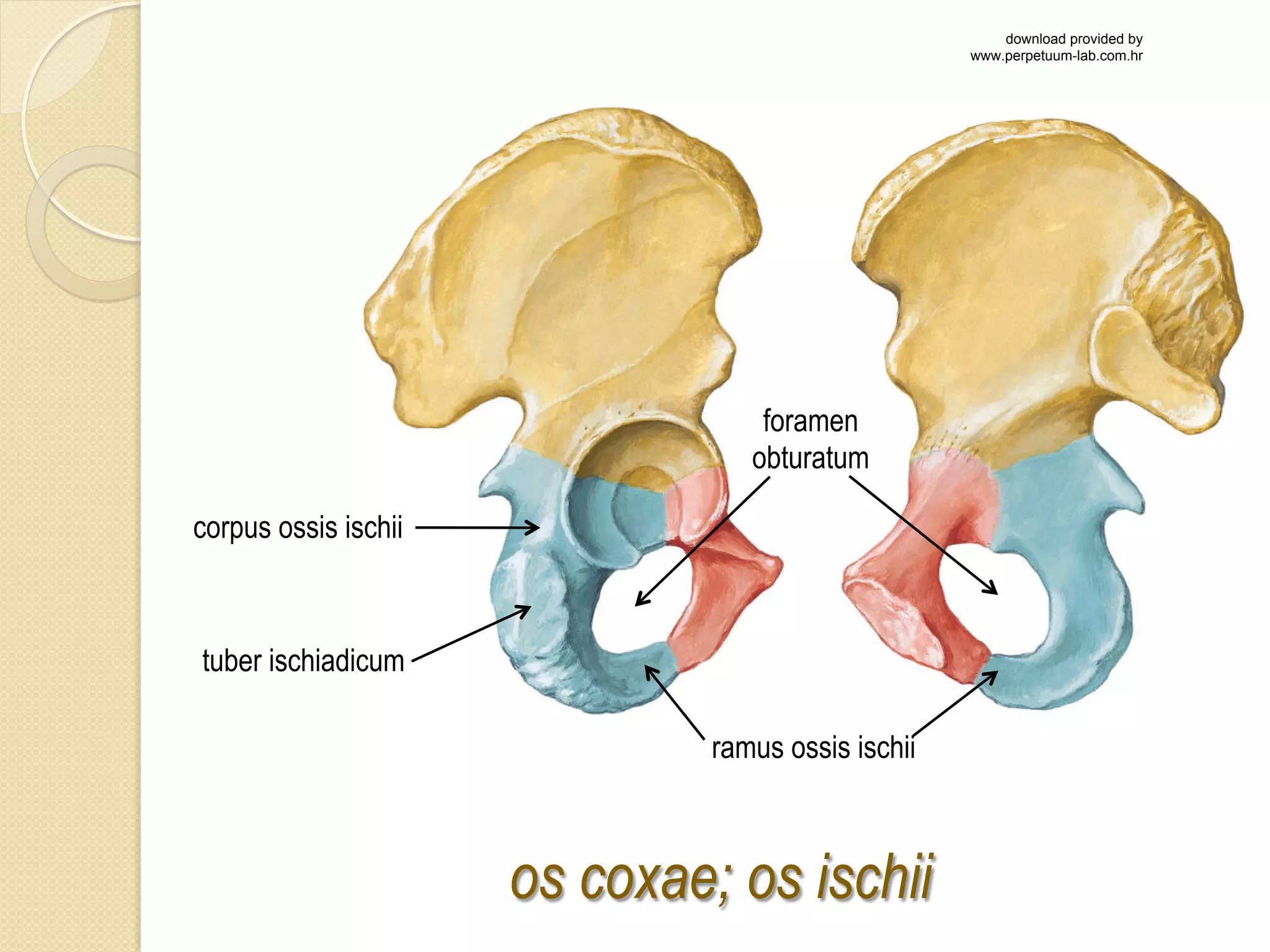 Ossa membri inferioris natkolenica | PDF