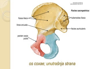 Ossa membri inferioris natkolenica | PDF
