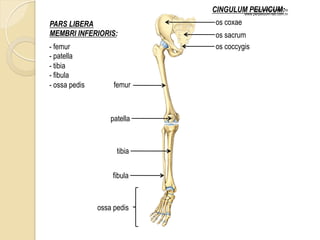 Ossa membri inferioris natkolenica | PDF