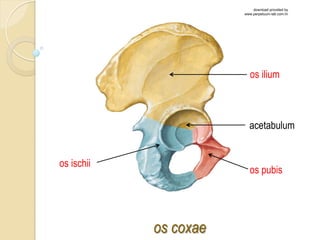 Ossa membri inferioris natkolenica | PDF