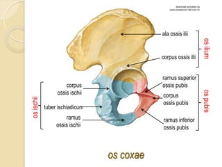 Ossa membri inferioris natkolenica | PDF