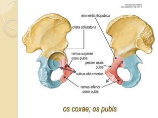 Ossa membri inferioris natkolenica | PDF