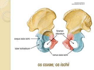 Ossa membri inferioris natkolenica | PDF