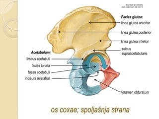 Ossa membri inferioris natkolenica | PPT
