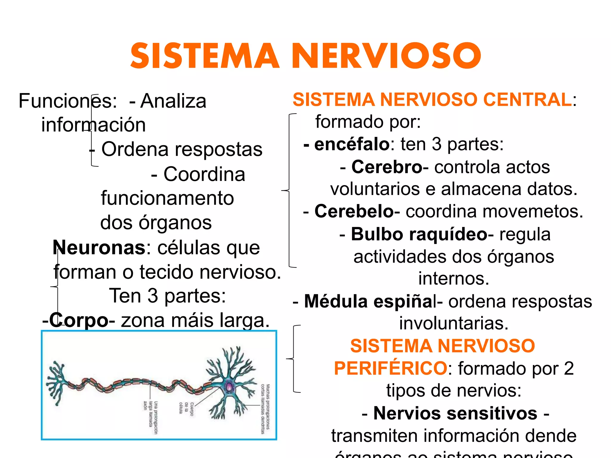 Os sentidos e o sistema nervioso | PPT