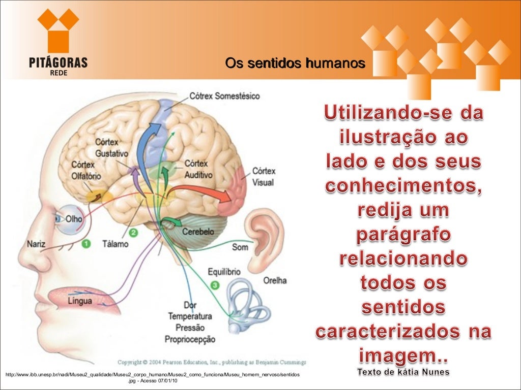 OS CINCO SENTIDOS HUMANOS