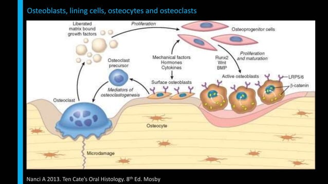 Osseointegration of Dental Implants | PPTX | Bone and Joint Conditions ...