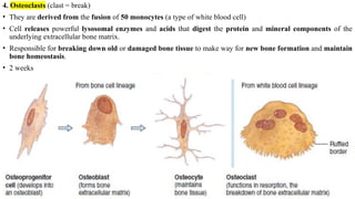 OSSEOUS SYSTEM.pptx or skeletal system.. | PPTX