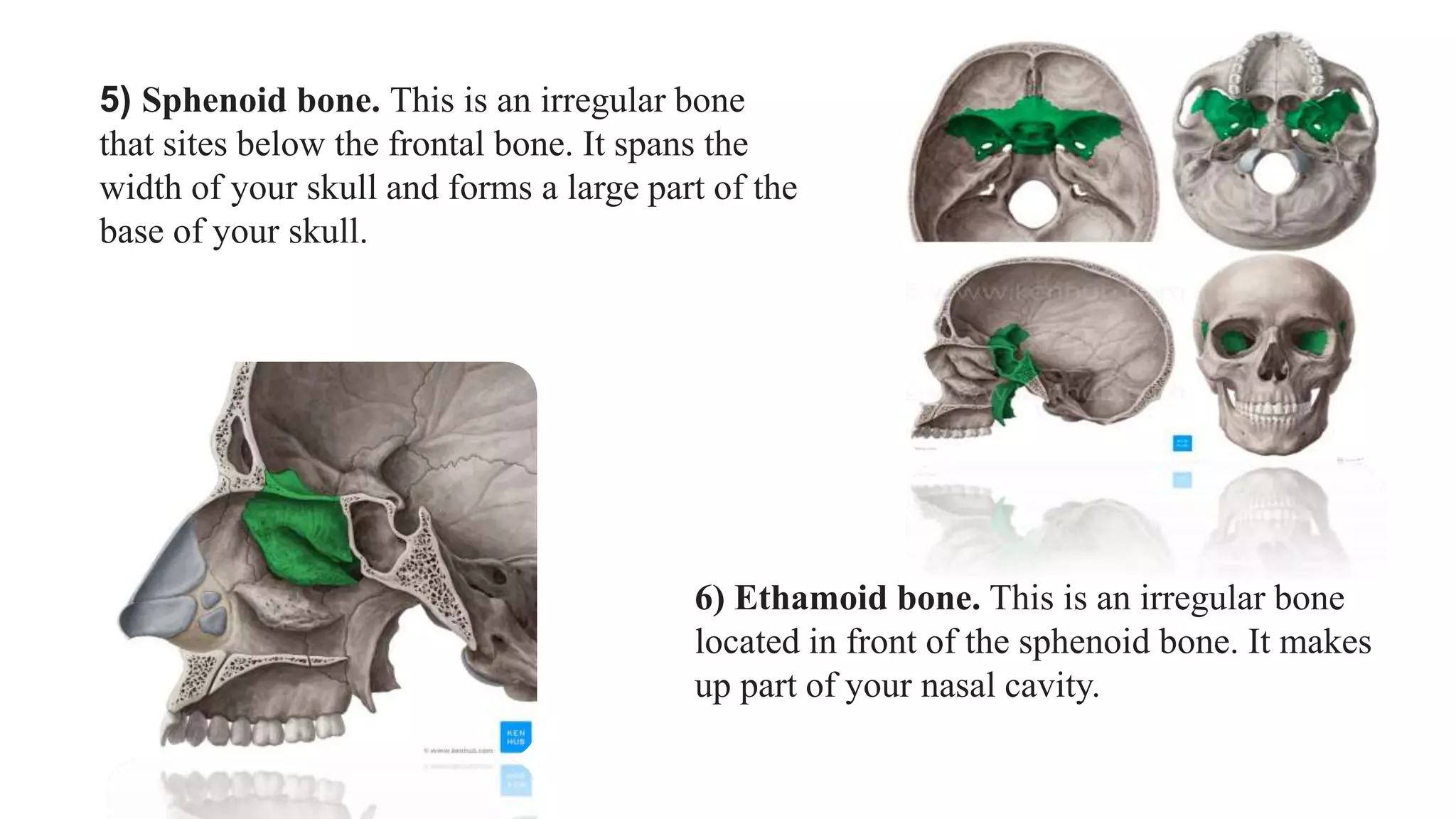Osseous System Part I.pptx