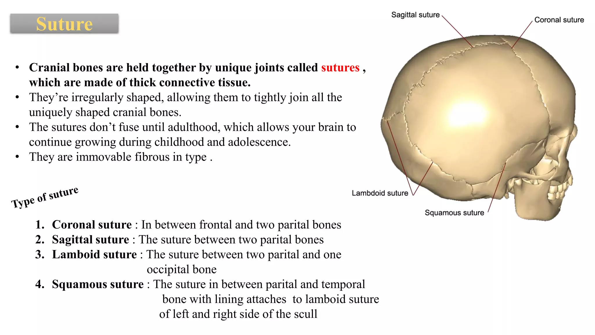 Osseous System Part I.pptx