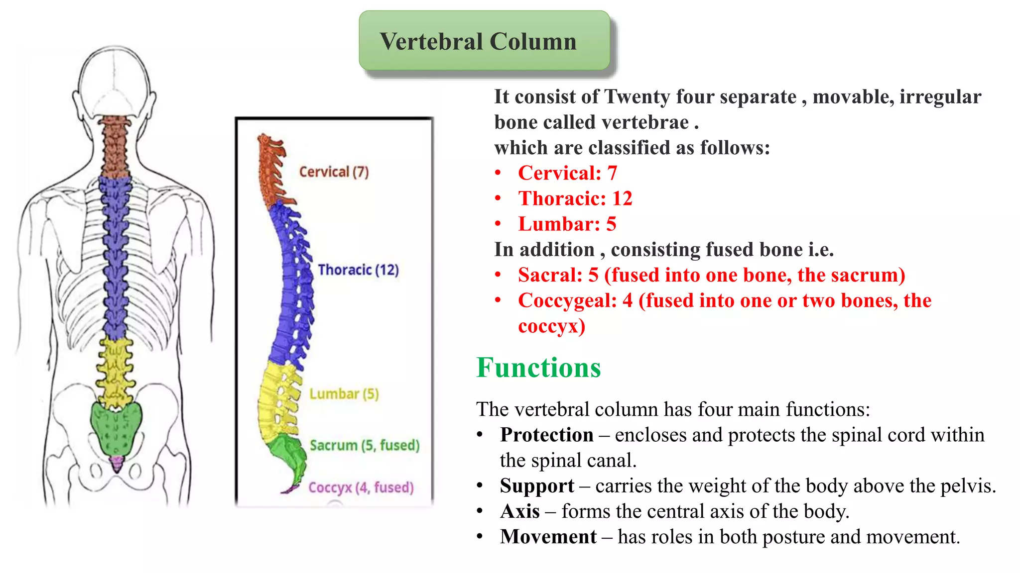 Osseous System Part I.pptx