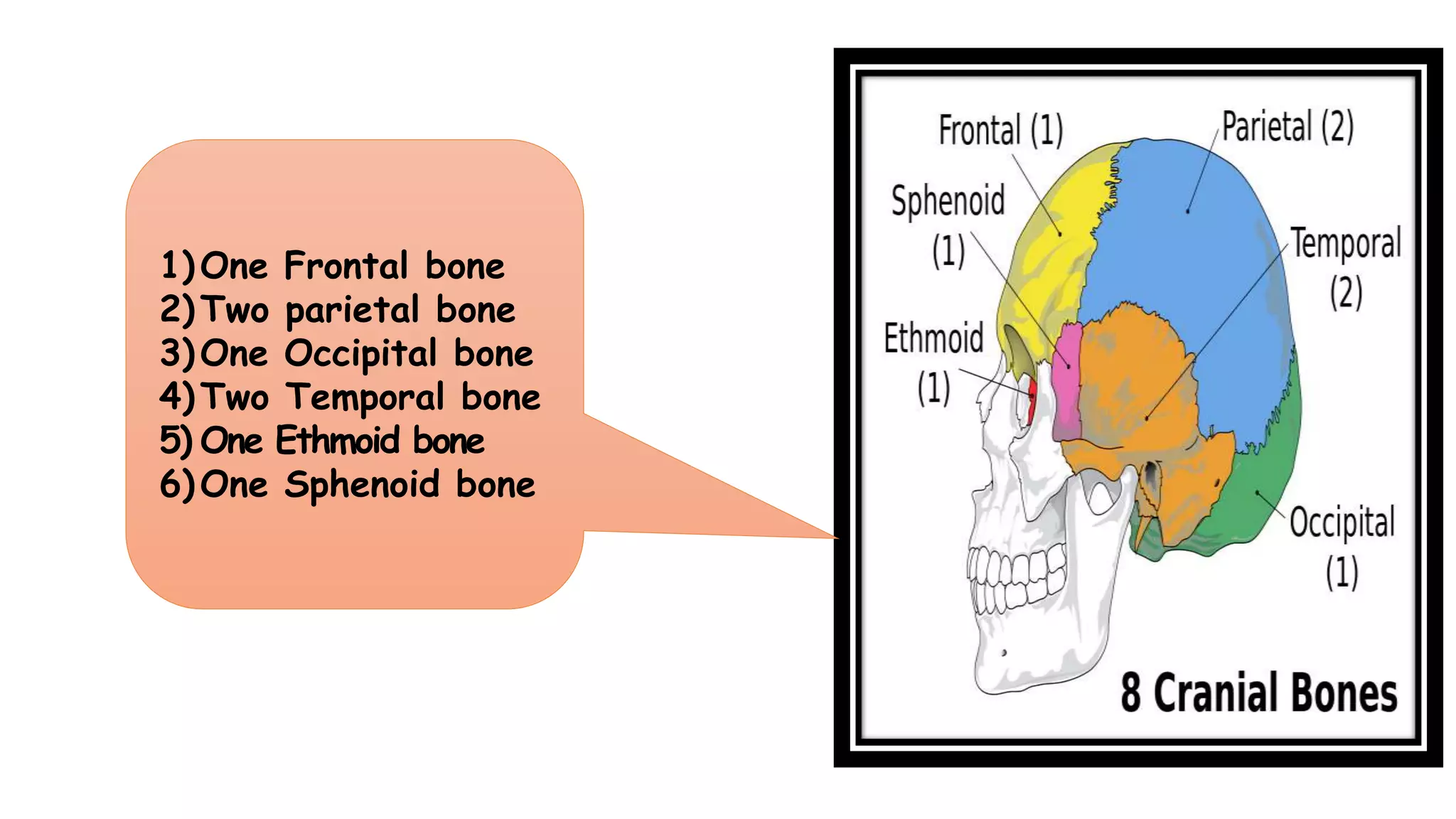 Osseous System Part I.pptx