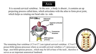Osseous System Part I.pptx