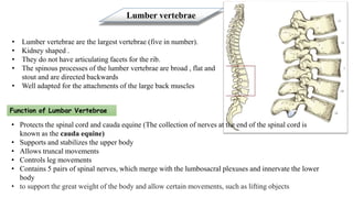 Osseous System Part I.pptx