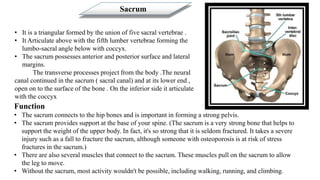 Osseous System Part I.pptx
