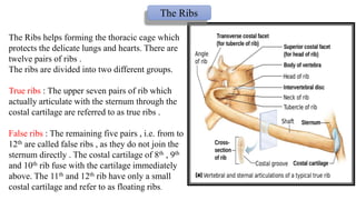 Osseous System Part I.pptx