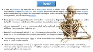 Osseous System Part I.pptx
