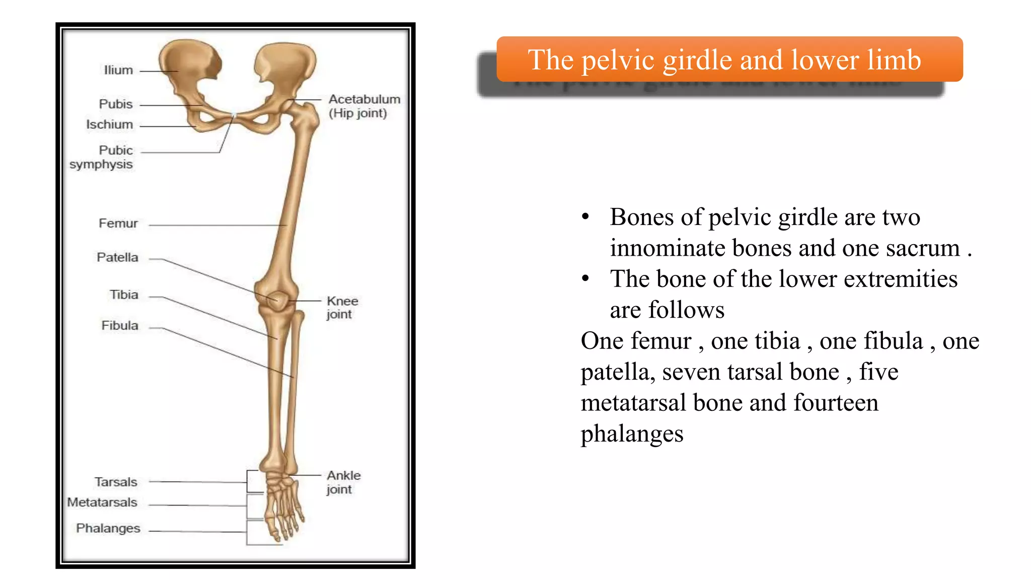 Osseous System Part II.pptx