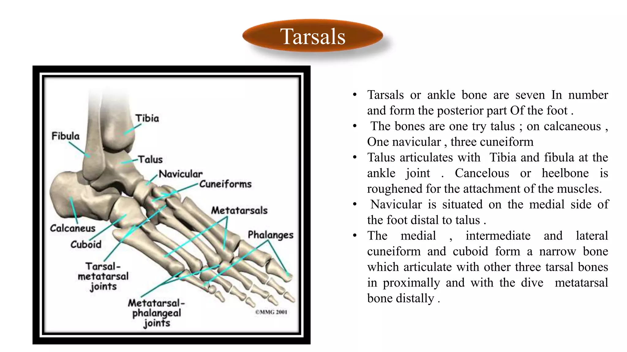Osseous System Part II.pptx | Death, Injury, or Military Conflict ...