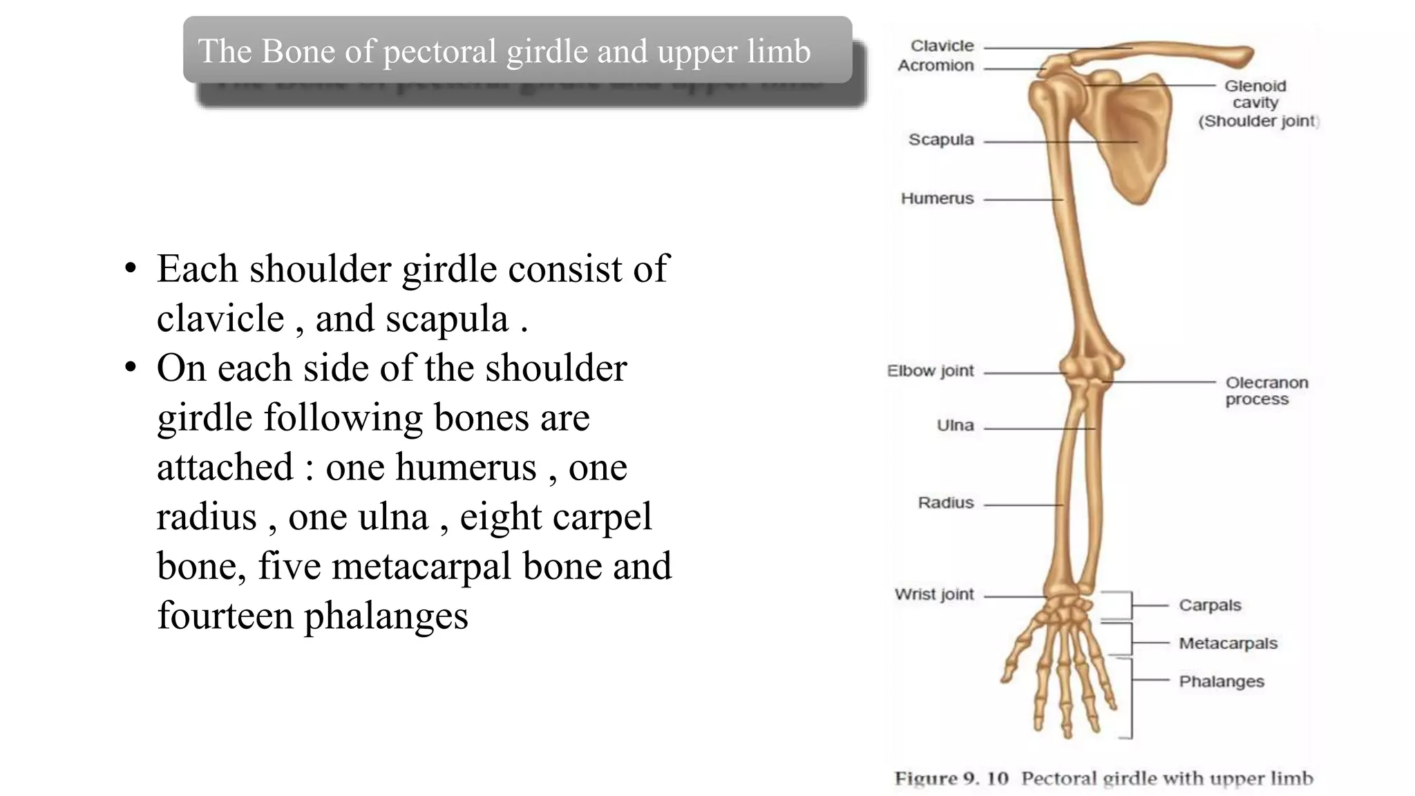 Osseous System Part II.pptx