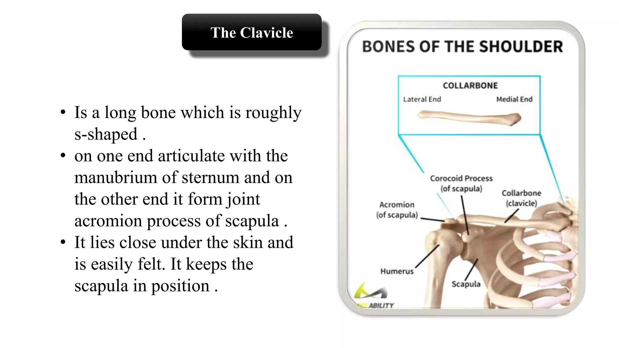 Osseous System Part II.pptx