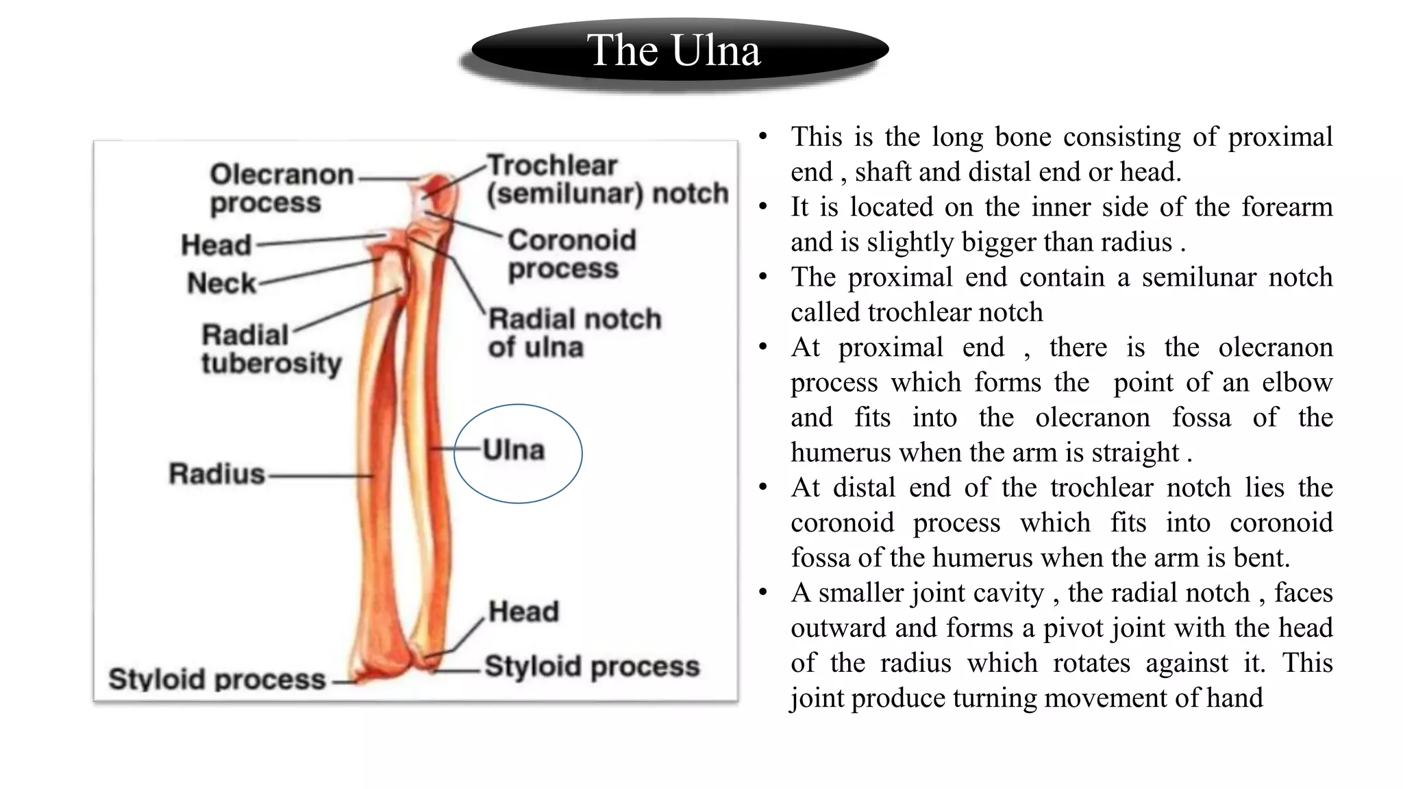 Osseous System Part II.pptx
