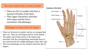 Osseous System Part II.pptx