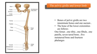 Osseous System Part II.pptx
