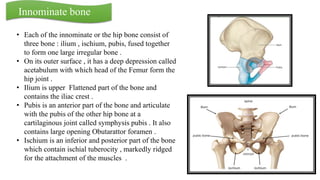Osseous System Part II.pptx