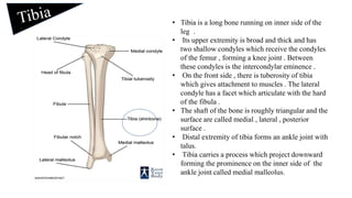Osseous System Part II.pptx