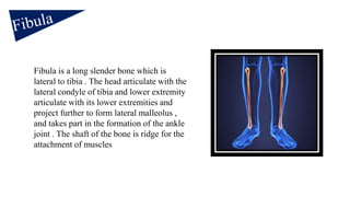 Osseous System Part II.pptx